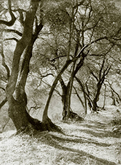 A Spring Walk in Provence