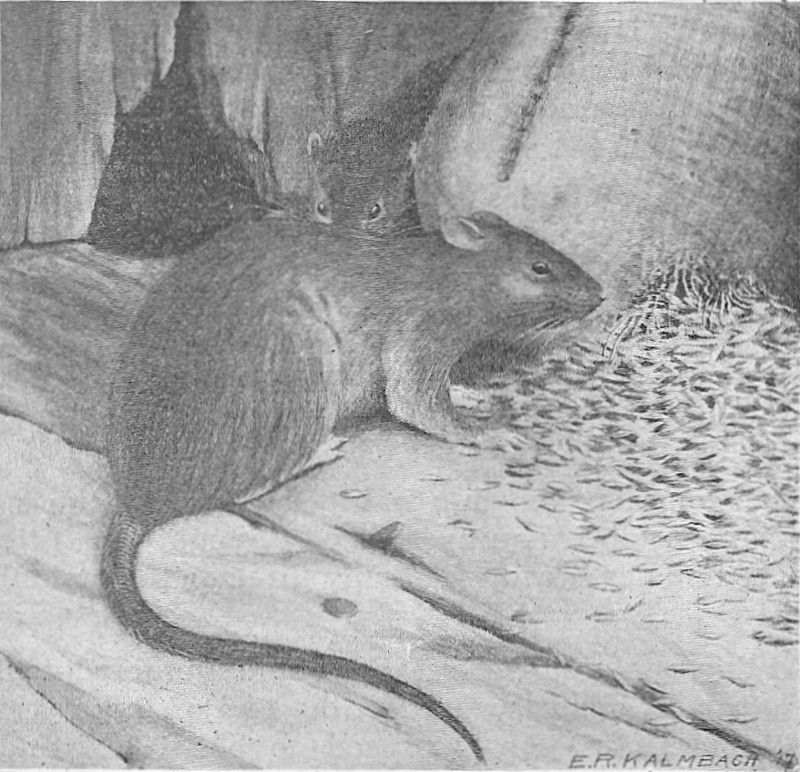 House Rats and Mice by David E. (David Ernest) Lantz (1855~1918)