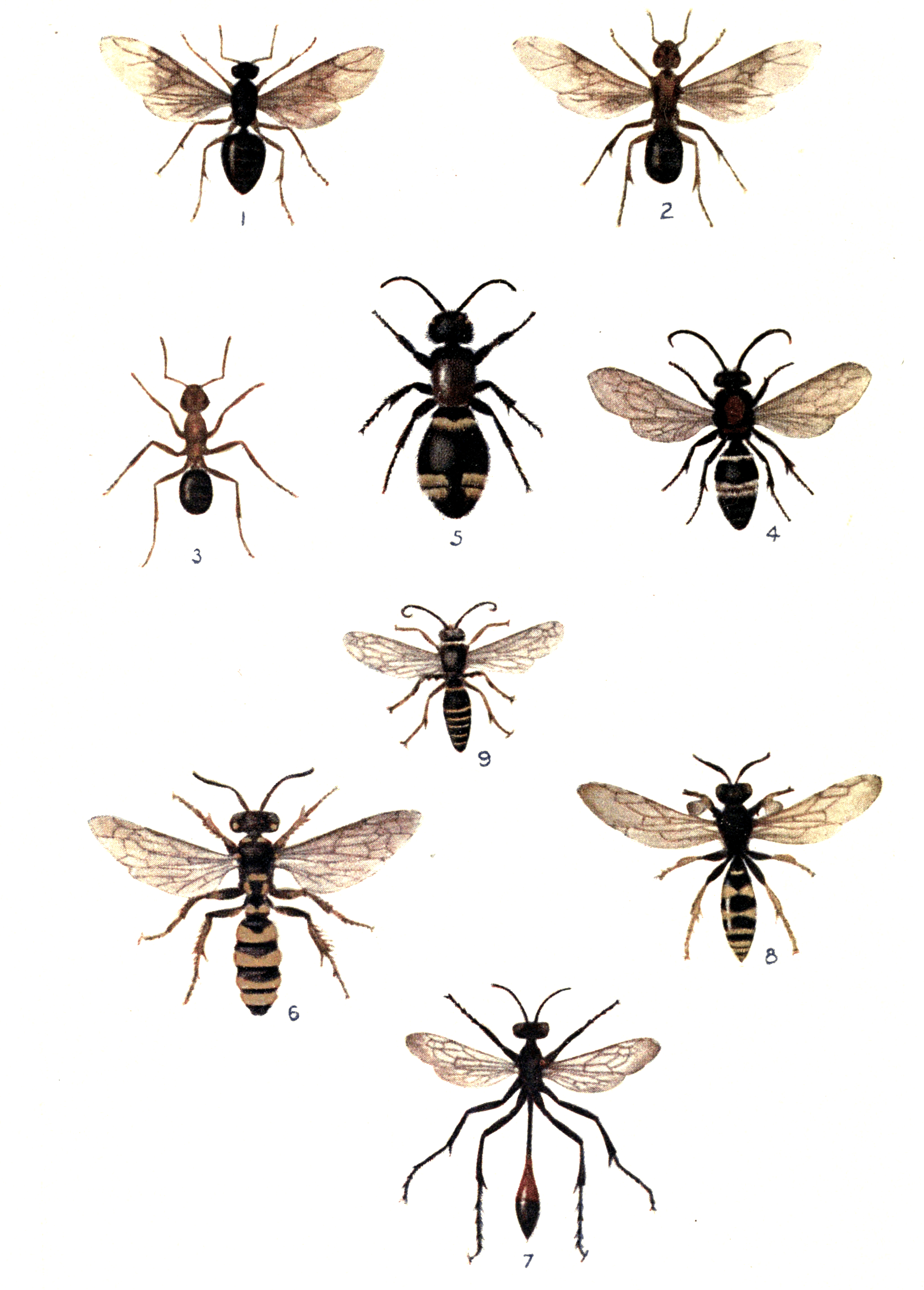 Wild Bees, Wasps and Ants and Other Stinging Insects by Edward Saunders ...