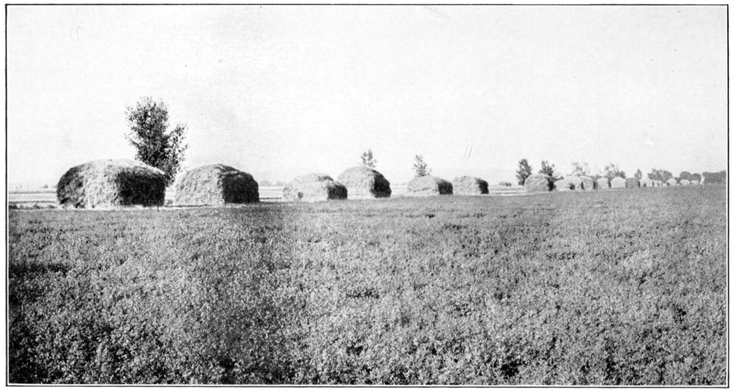 The Book of Alfalfa: History, Cultivation and Merits: Its Uses as a ...