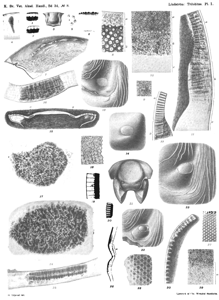 Researches on the Visual Organs of the Trilobites by Gustaf Lindström ...