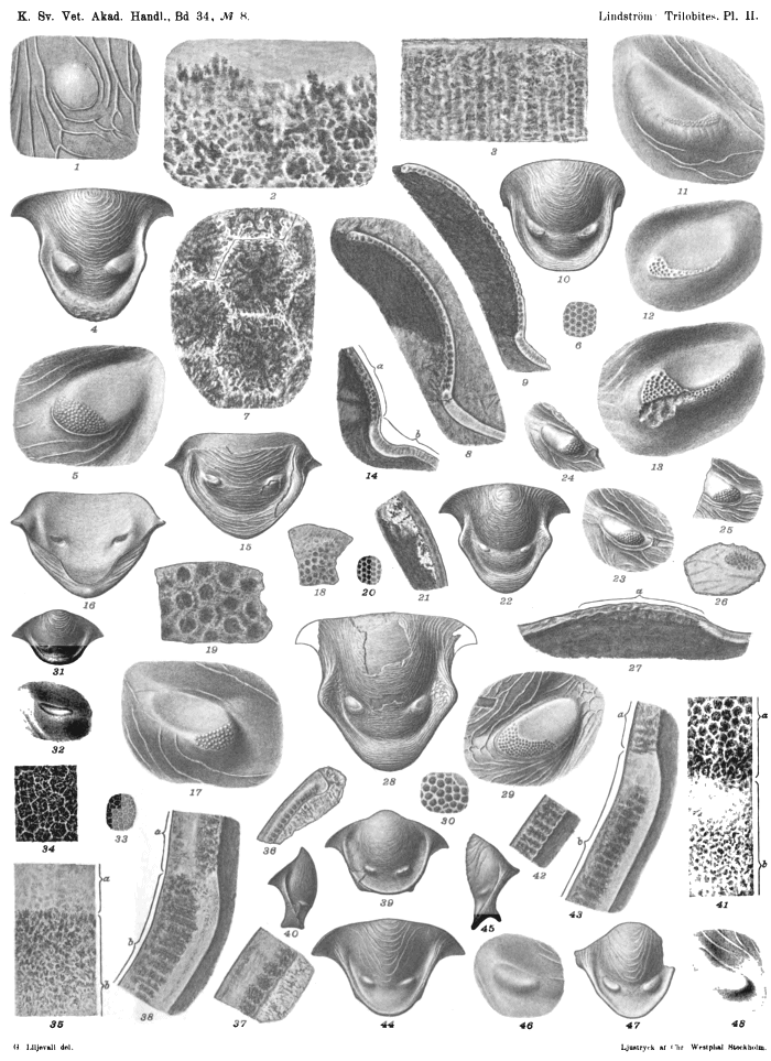 Researches on the Visual Organs of the Trilobites by Gustaf Lindström ...