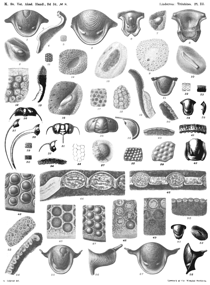 Researches on the Visual Organs of the Trilobites by Gustaf Lindström ...
