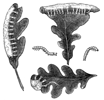 Insect Architecture by James Rennie (1787~1867)