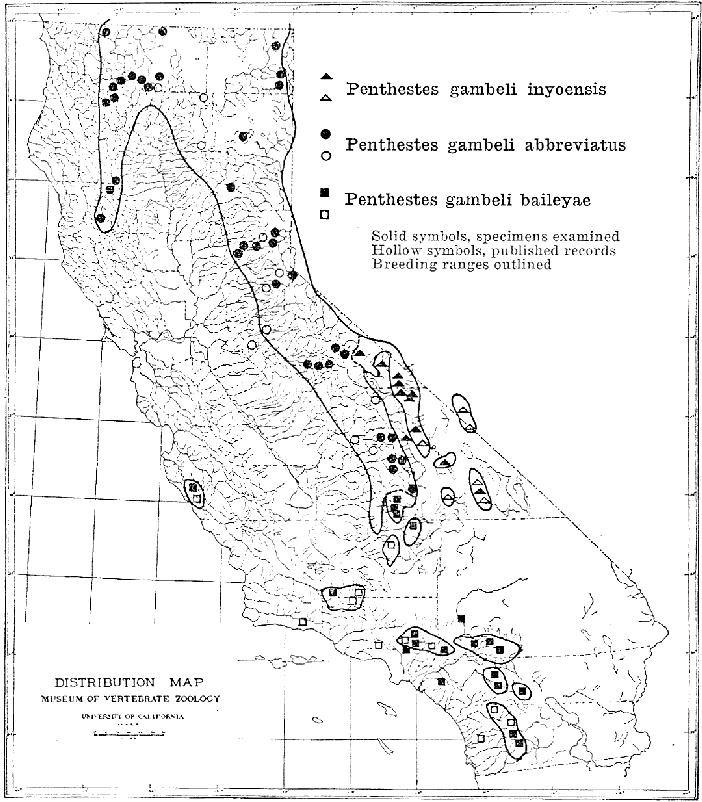 The Subspecies of the Mountain Chickadee