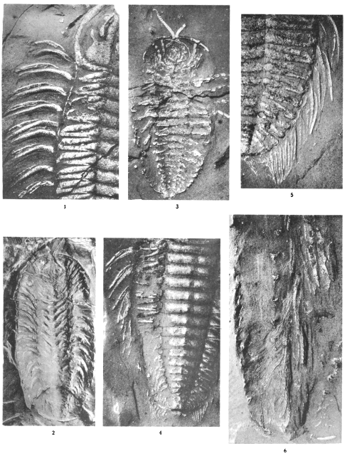 The Appendages, Anatomy, and Relationships of Trilobites