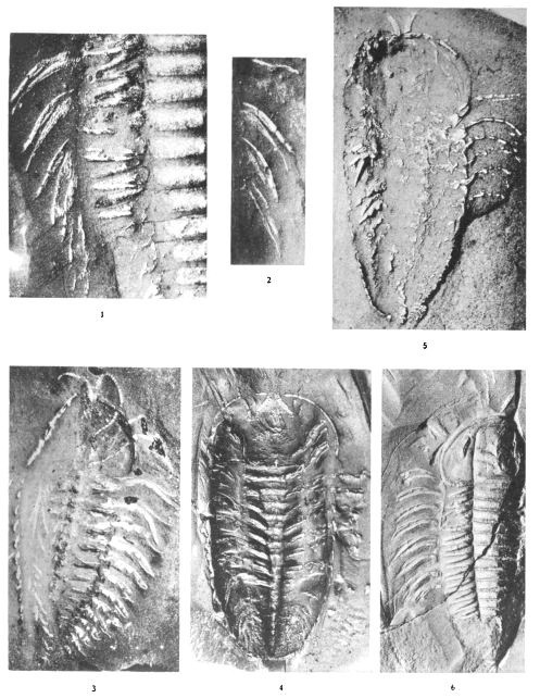 The Appendages, Anatomy, and Relationships of Trilobites