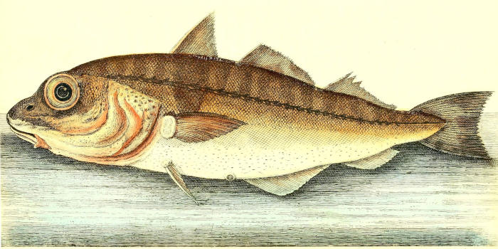 The History of Esculent Fish