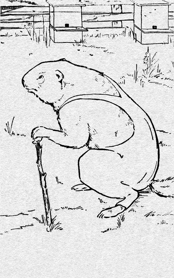 Hazel Squirrel and Other Stories