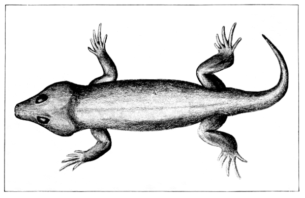 Water Reptiles of the Past and Present