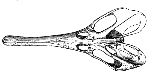 Water Reptiles of the Past and Present