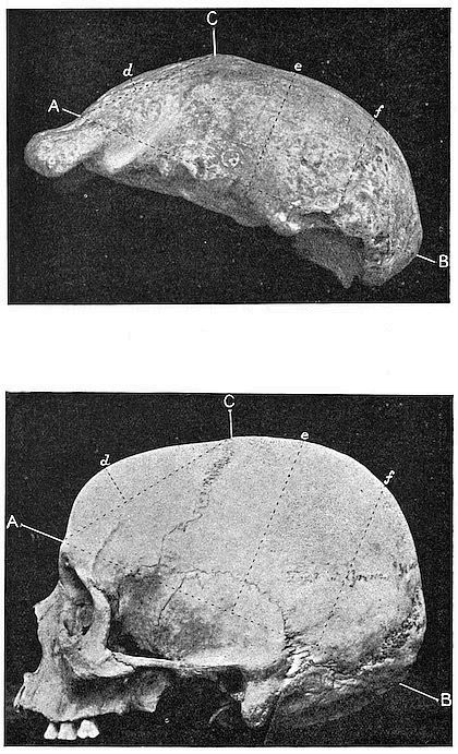 The Kingdom of Man by Sir E. Ray (Edwin Ray) Lankester (1847~1929)
