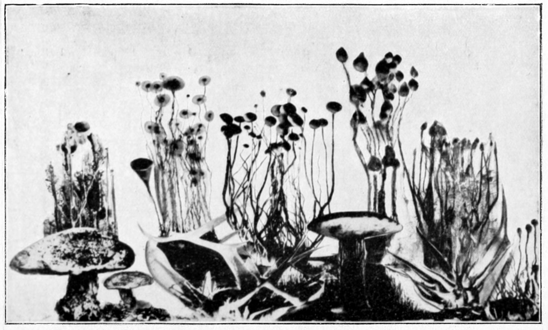 The Mechanism of Life by Stéphane Leduc (1853~1939)