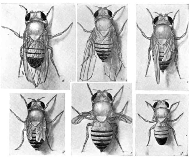 A Critique of the Theory of Evolution by Thomas Hunt Morgan (1866~1945)