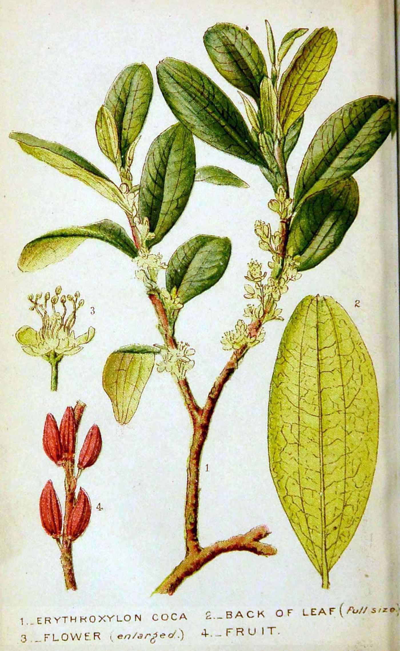 Coca and Cocaine : Their history, medical and economic uses, and ...